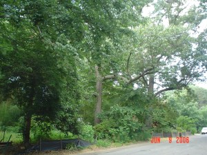 Tree Preservation and New Construction: Arlington Rules | TreeStewards.org