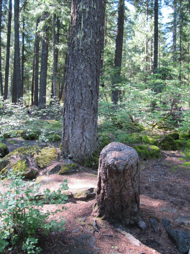 The Living Stump, Beloved in Oregon | TreeStewards.org