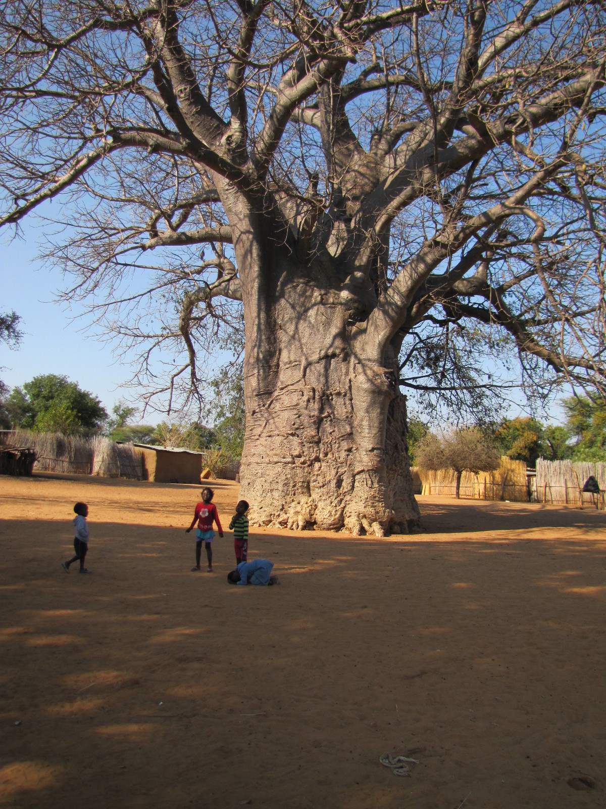 Baobab Tree | TreeStewards.org