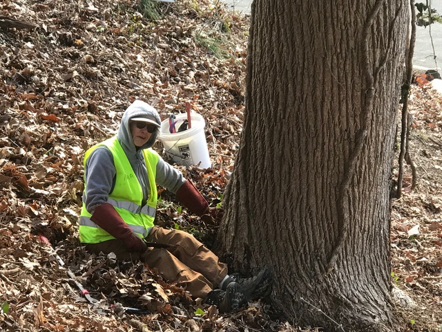 Tree Stewards Used Leap Day to Free Trees from Ivy | TreeStewards.org