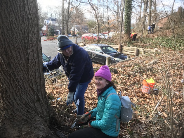 Tree Stewards Used Leap Day to Free Trees from Ivy | TreeStewards.org